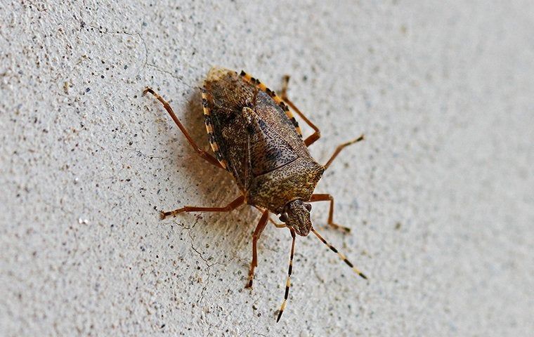 Why Norwalk Residents Are Sick Of Stink Bugs | Tims Pest Control LLC