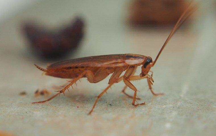 How To Get Rid Of Roaches: A Comprehensive Guide For Norwalk Homeowners ...