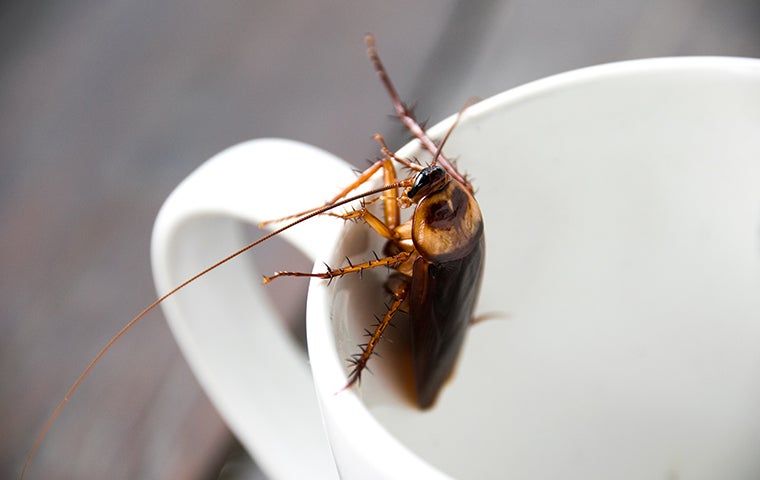 Norwalk Homeowner's Guide To Cockroach Control | Tims Pest Control LLC